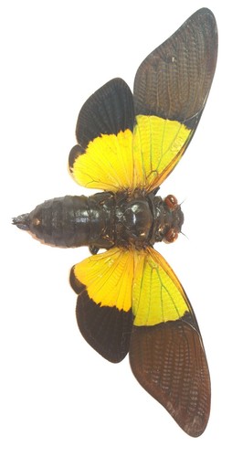 HEMIPTERA, CICADIDAE, TRENGGANUA SYBYLLA from MALAYSIA | eBay