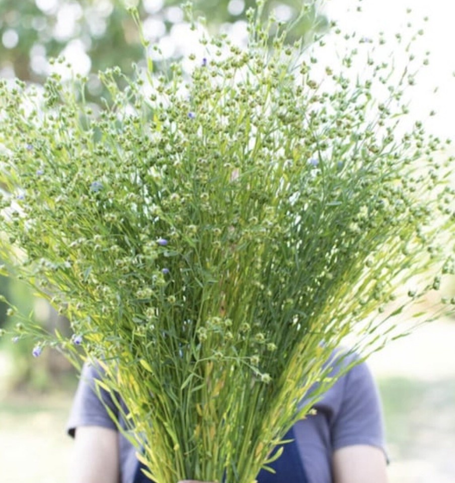 Flax Bubble Grass SEEDS cut flower bouquet non gmo Combined Shipping | eBay