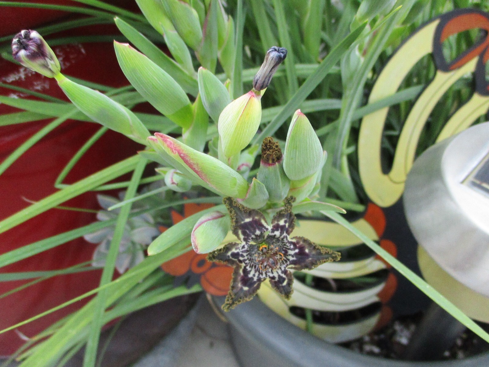 Ferraria crispa 9 Small Corms Frilly Spotted Flowers Purple Olive Grn ...