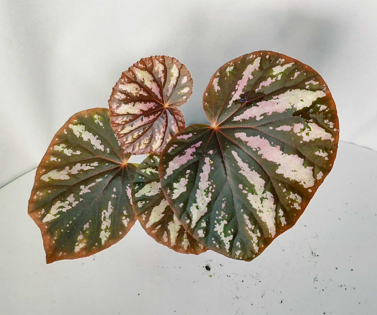 Striped Begonia Begonia 'Candy Stripes'