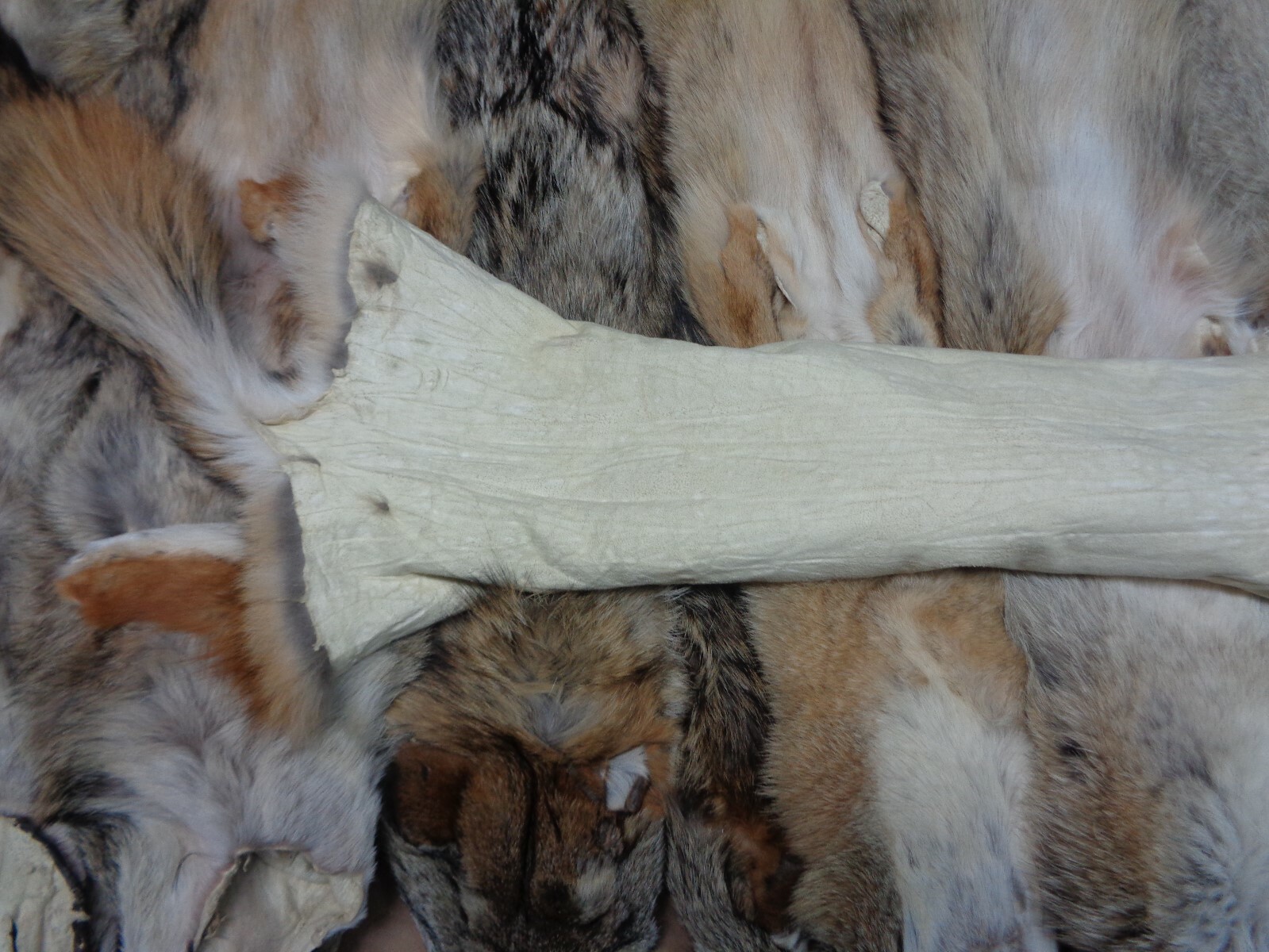 Tanned Eastern XXL Semi-Hvy Coyote Hide #1 Full Tail Grade/Furs ...