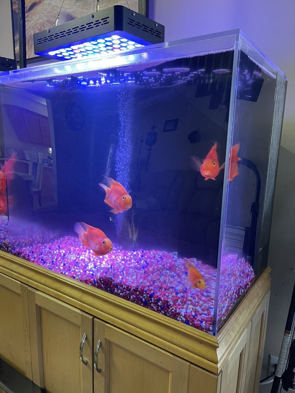 Fish Tank (150gal) | eBay