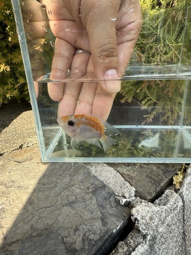 Super Red Texas Hybrid Santa Parrot Cichlid | eBay
