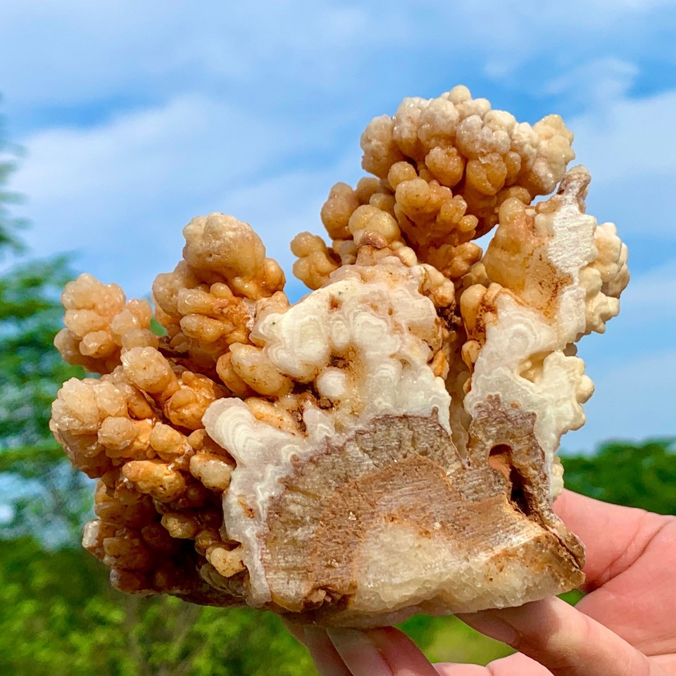 1.66LB Natural Golden coral reef Cluster Ocean Mineral Crystal Specimen ...
