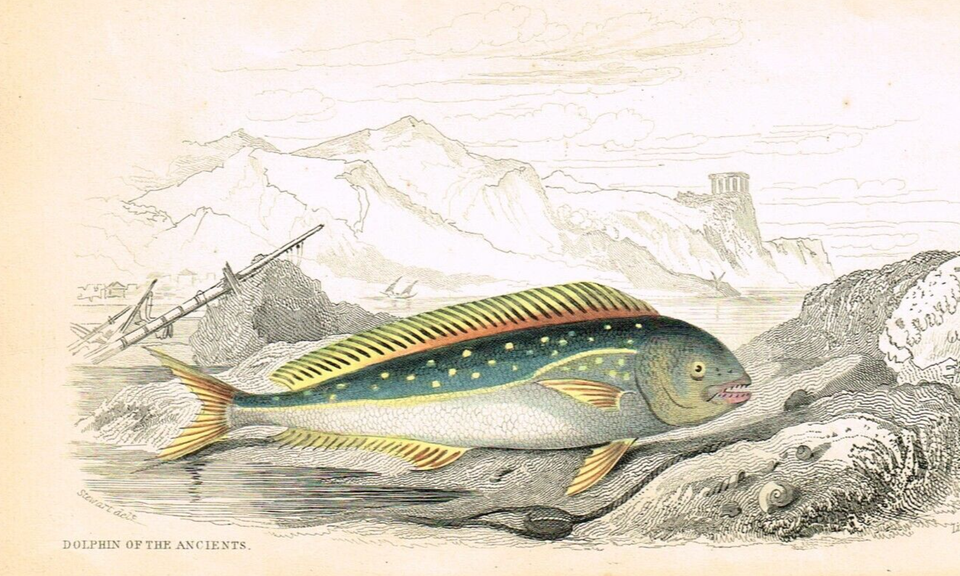 Atlantic Mahi Mahi Dolphin Fish, Hand-Colored Antique Engraving ...