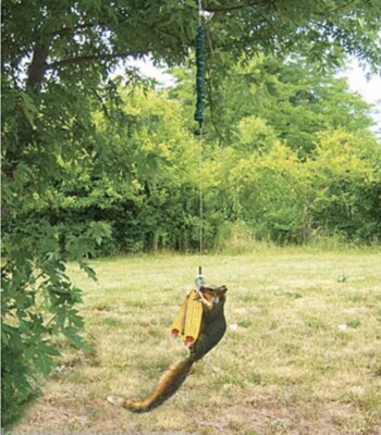 SONGBIRD ESSENTIALS SQUNGEE DELUXE #1 SQUIRREL FEEDER/BUNGEE JUMPER ...