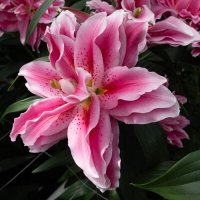 Flower Bulbs Roselily 3 Lg Pink Double Rose Lily Flowers Pollen Free ...