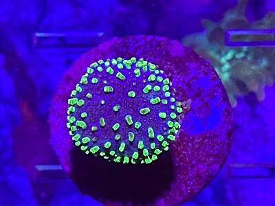 Neon Green Toadstool Leather - Very Easy Soft Live Coral Frag Reef ...
