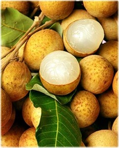 TROPICAL LONGAN PLANT, FRUIT TREE,LYCHEE COUSIN,COLD TOLERANT,GROW ...