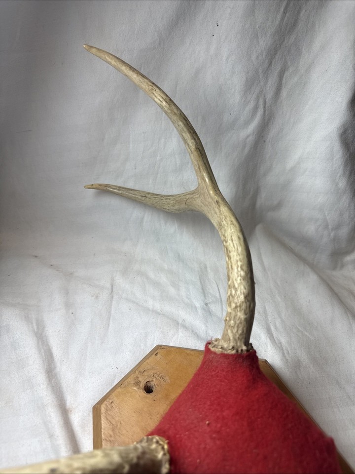 VTG Western 2 Antler 2 Point Antlers With Mounting | eBay