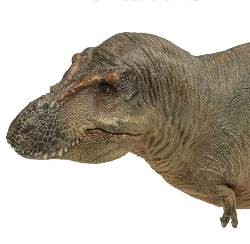 PNSO Zhuchengtyrannus magnus Lu Xiong DINOSAURS SCIENTIFIC ART MODEL | eBay