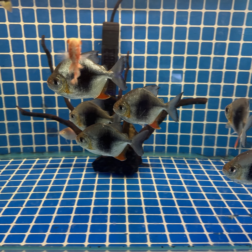 Blackberry Silver Dollar / Myleus Schomburgkii Sp. - Live Aquarium Fish ...