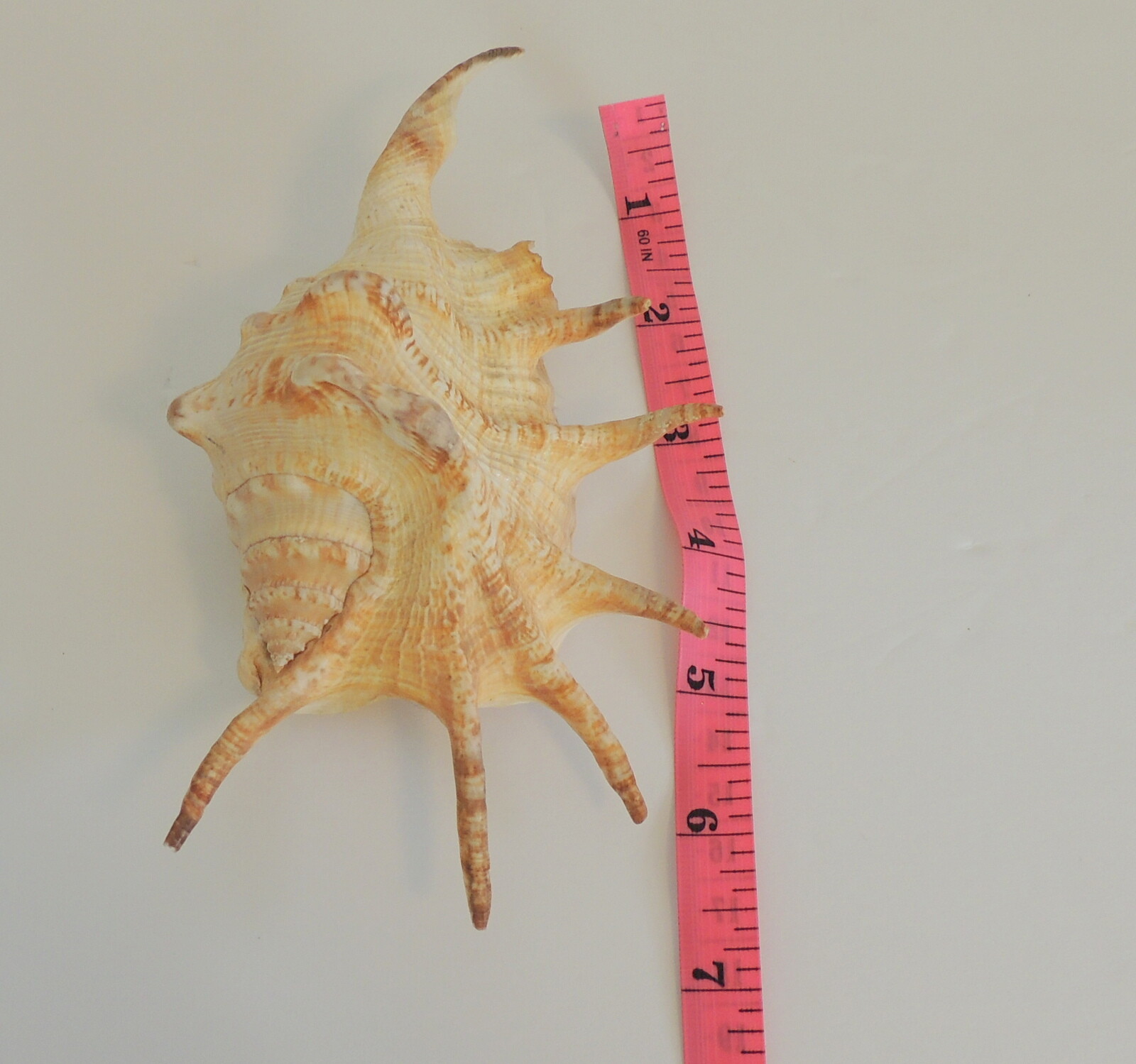 Scorpion Spider Conch Seashell Lambis Scorpius Sea Shell 6" x 4" | eBay