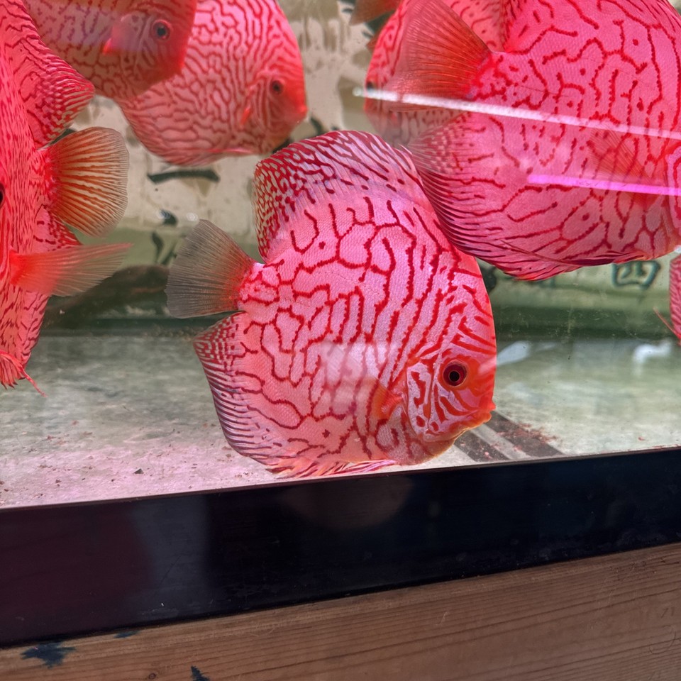 Red Checkerboard Pigeon Discus 6 Inch Tropical Live Fish | eBay