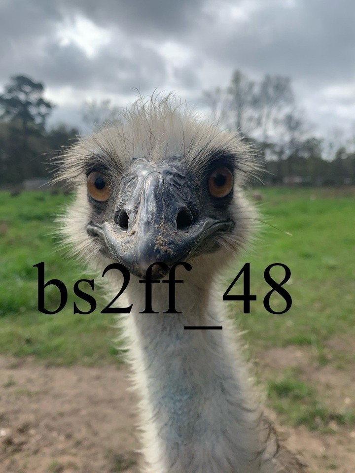 Fertile Emu Hatching Egg Chance For Standard & Blonde Please Read ...