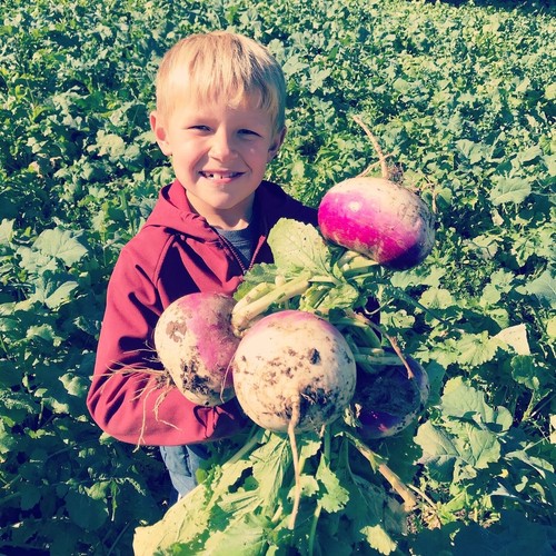 Purple Top Turnip Food Plot Seed - Whitetail Deer Brassica Forage - 5 ...