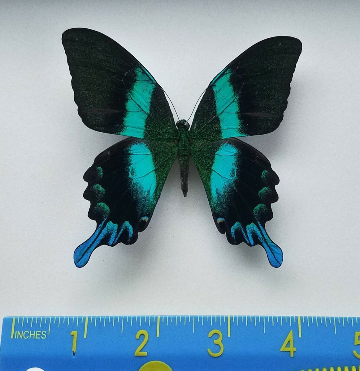 Green Swallowtail Butterfly