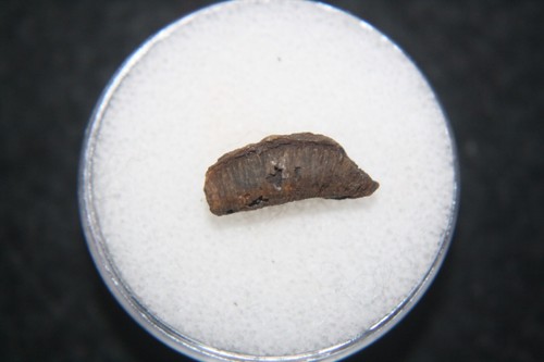 Cretaceous Hell Creek insect larvae cocoon fossil from Triceratops rib ...