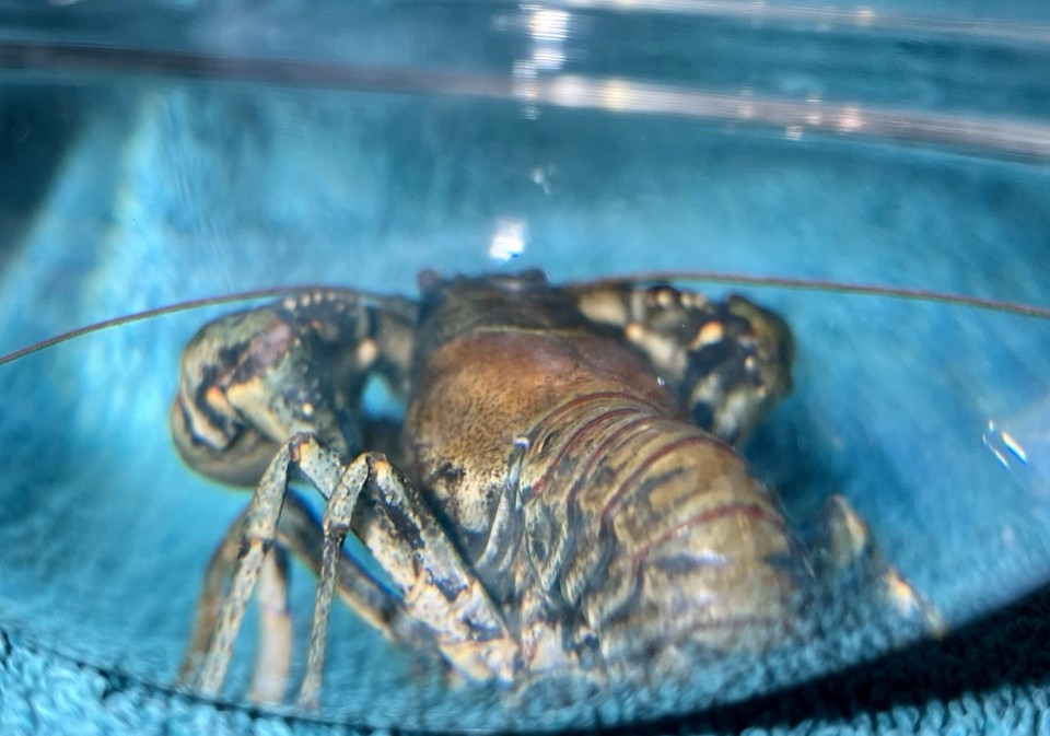 Live Adult Freshwater Crayfish | eBay