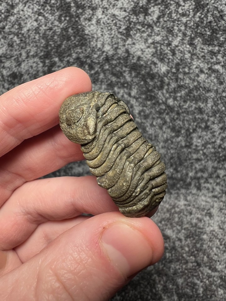 Moroccops sp. Trilobite Fossil – Detailed and Clean | eBay