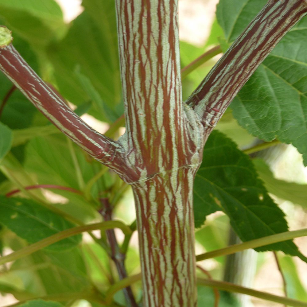 Acer davidii 'Viper' Tree | Snake Bark Maple Tree | Ornamental Tree | 5 ...