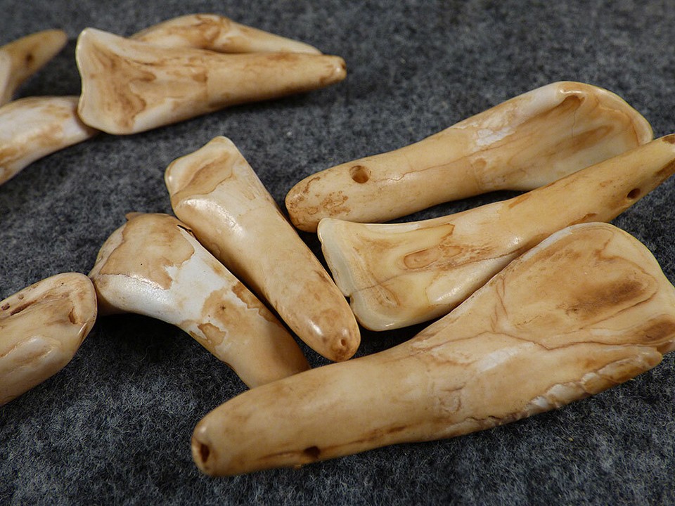 (10) OLD Original Buffalo Teeth Sioux Indian Ornamental Beads Fur Trade ...