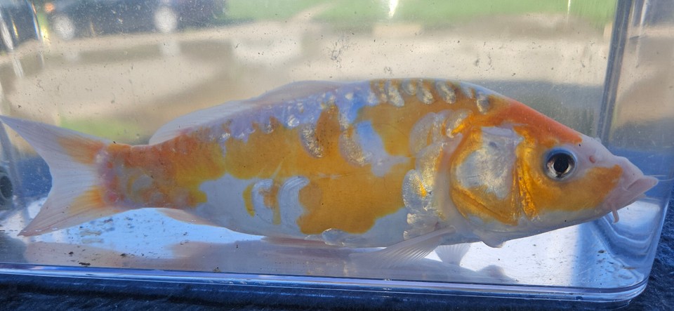 10" DOITSU HARIWAKE KIKUSUI (white and red/orange) Live Koi, EFP, FREE ...