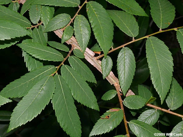 Ulmus Serotina