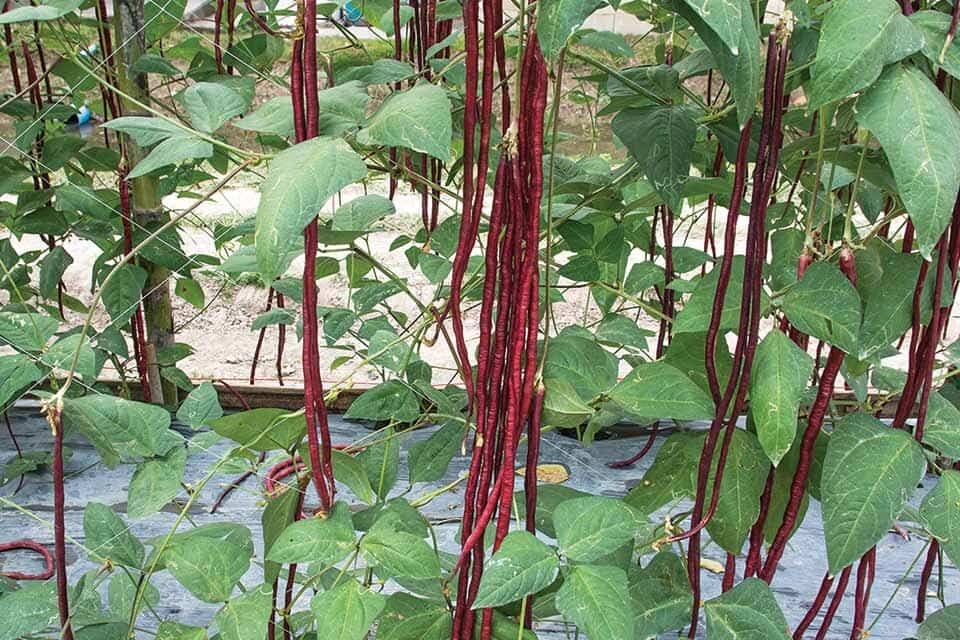 Genuine Bangladeshi Red Yard Long Bean Lubi Uri, Borboti, Red Snake ...