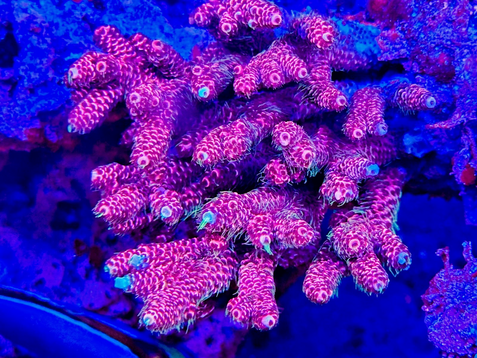 BEC WWC Hello Kitty Mille Acro Acropora WYSIWYG Live Coral Frag SPS ...