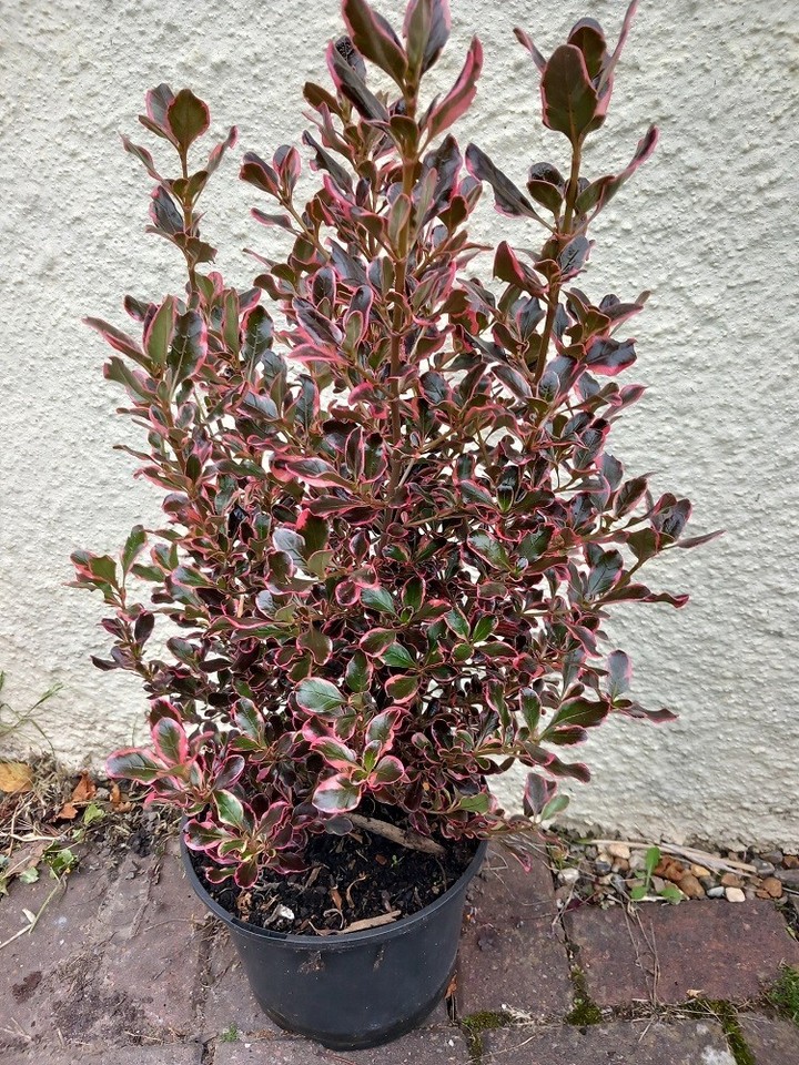 lg Evergreen COPROSMA RED RUBY Shrub Mirror Plant 5litre pot UK Nursery ...
