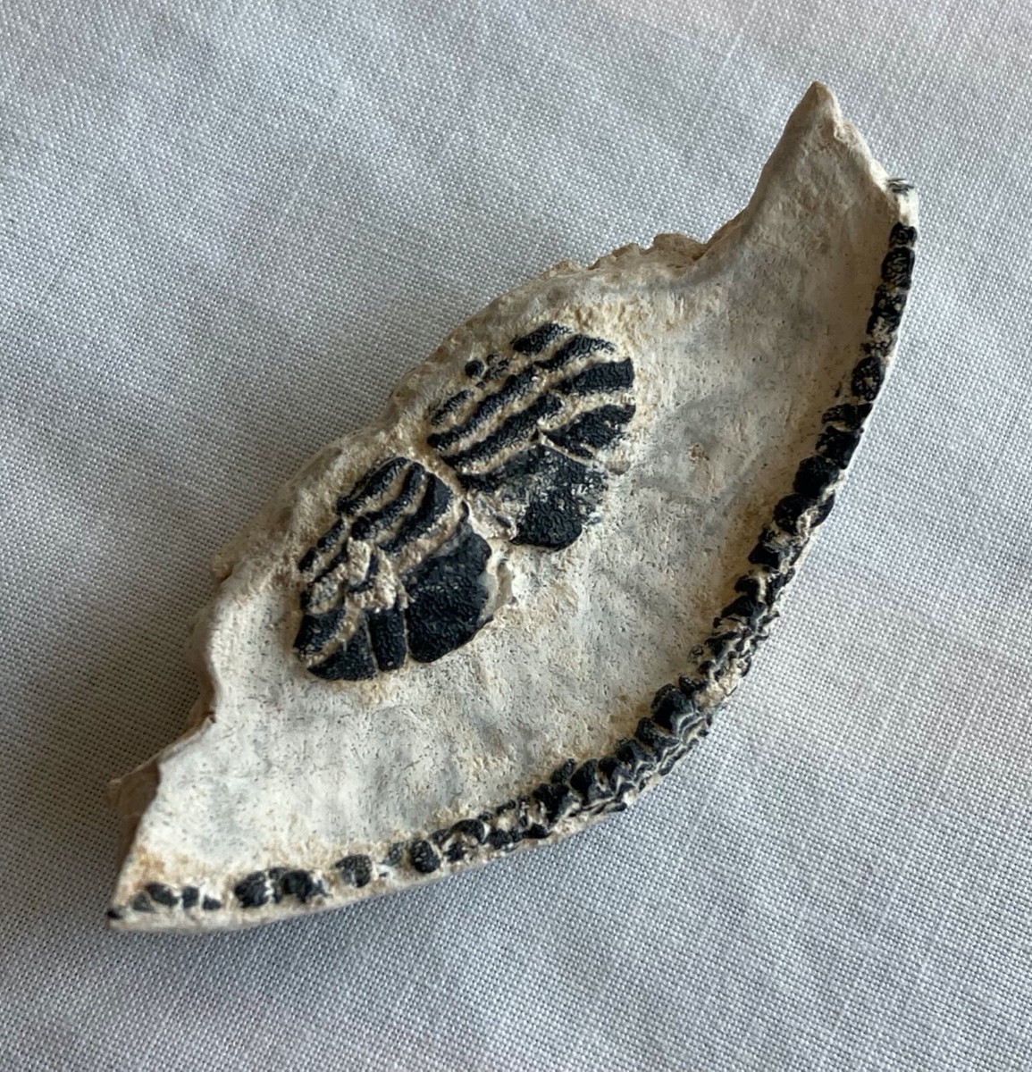 Puffer Fish Teeth Fossil