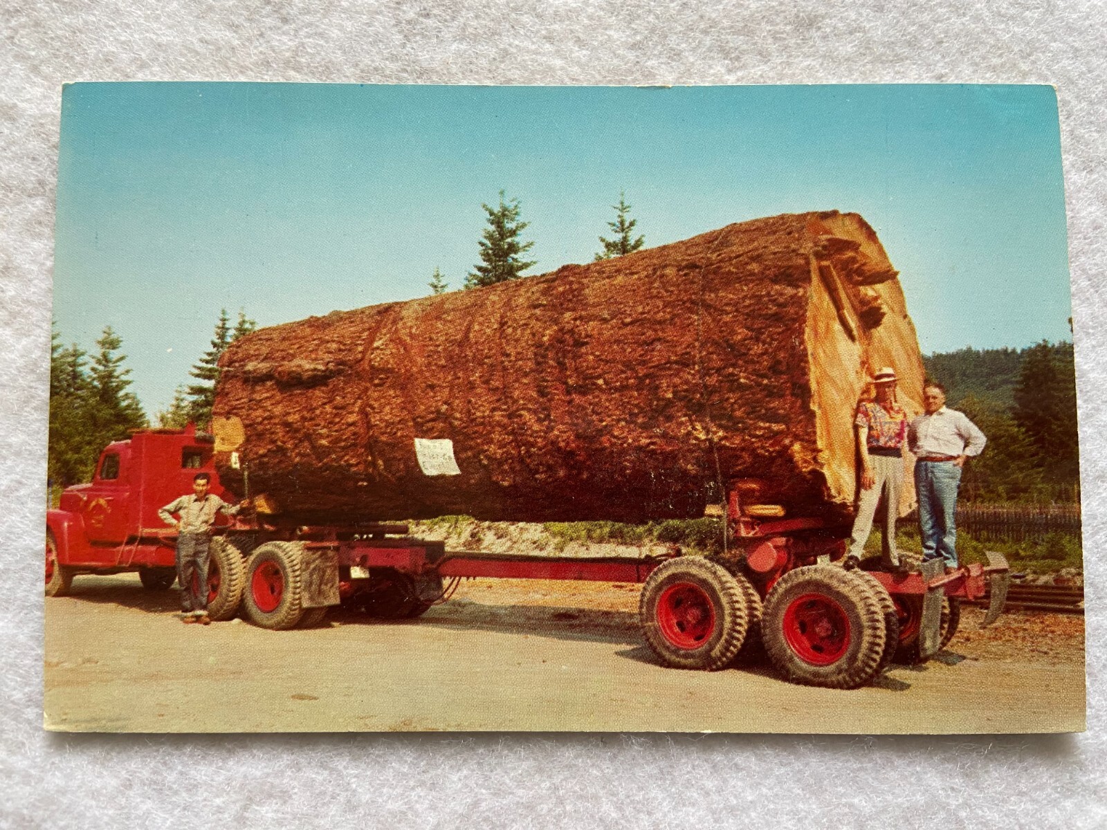 Giant Fir Log, found in the forests of Washington and Oregon Vintage ...