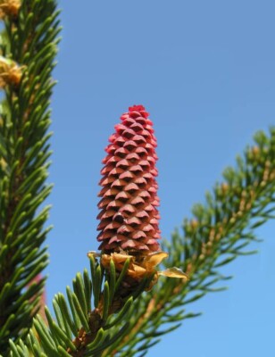 10 Red Spruce Seeds | eBay