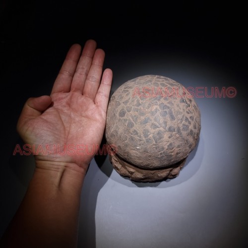 Dinosaure Oeuf Hadrosaur Nid Dendrolithus Fossile Jurassique Monde ...