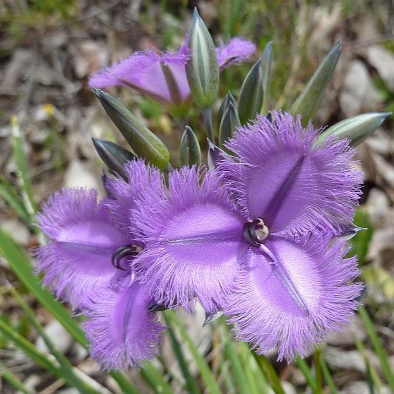 Thysanotus multiflorus | Many-Flowered Fringe Lily | 20_Seeds | eBay