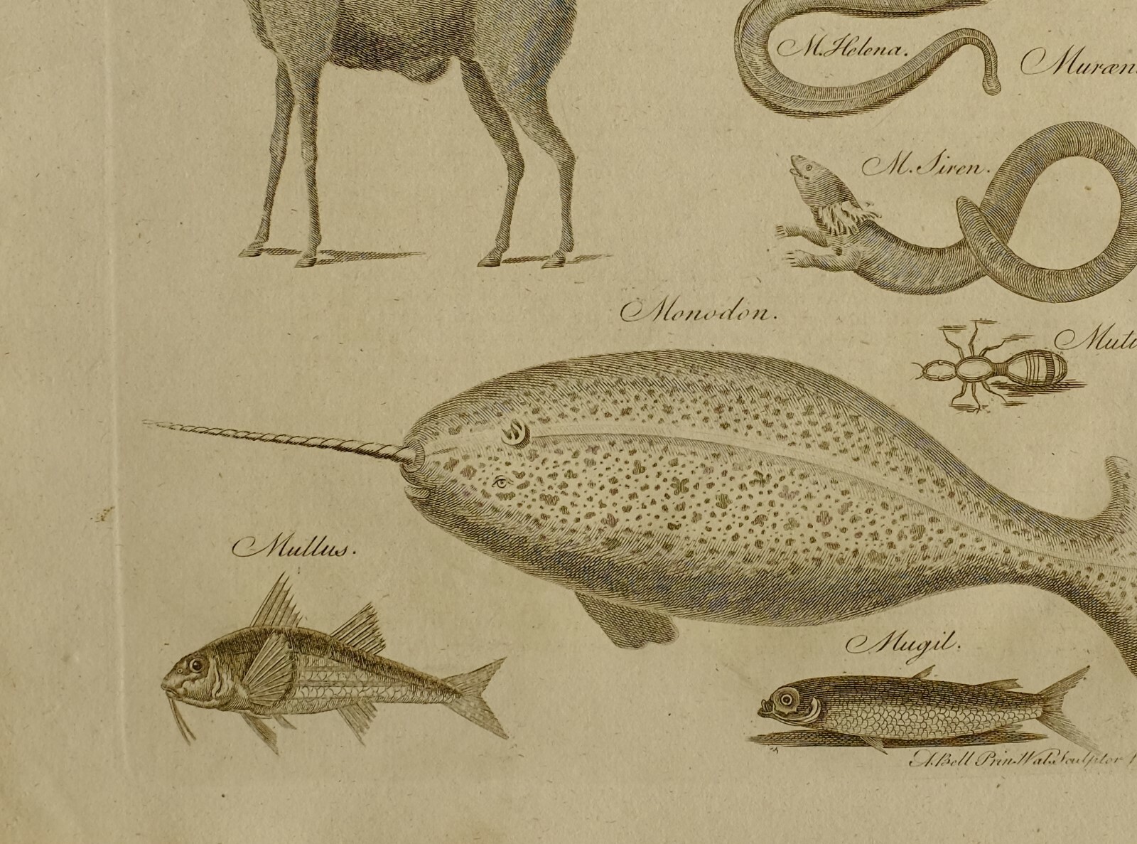 1797 ORIGINAL PRINT MOSCHUS MORDELLA MOTACILLA MONOCULUS MONODON MULLUS ...