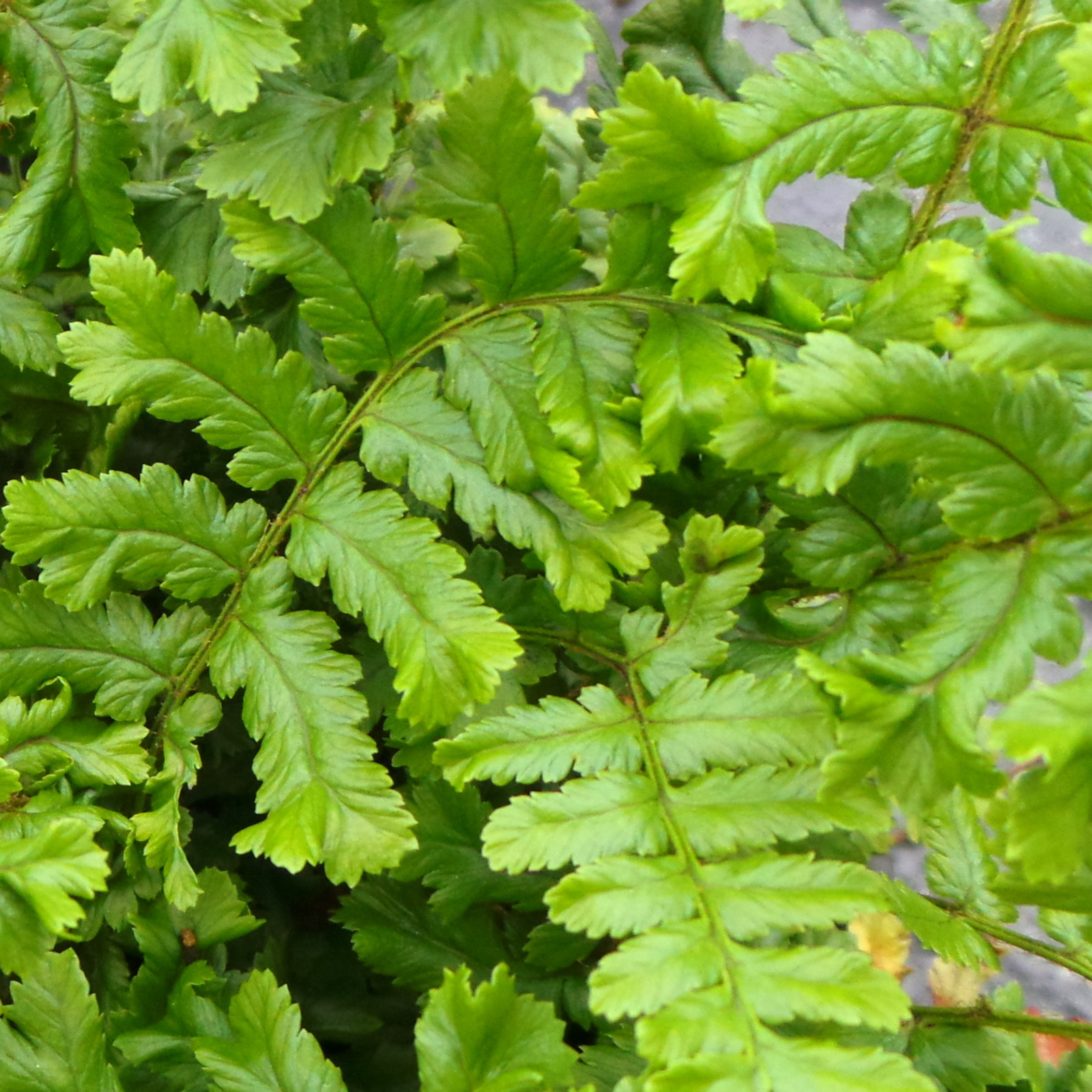 Dryopteris Affinis Cristata the King Golden Male Fern Semi-Evergreen ...
