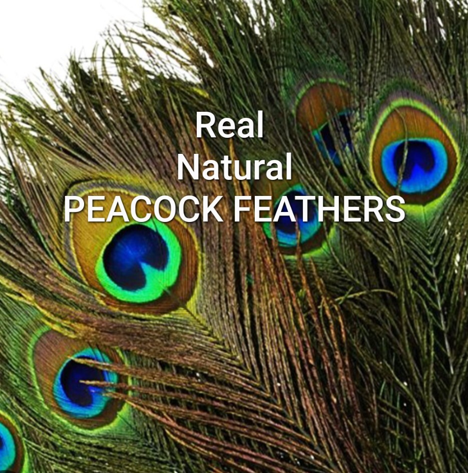Peacock Plumage Peacock Tail Support Feathers Stock Image