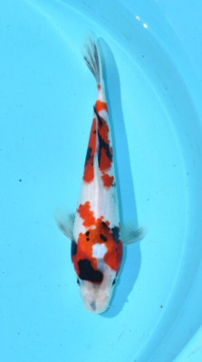 GREAT SUMI/BENI/SHIROJI! 11" Imported Japanese Marudo Showa male koi ...