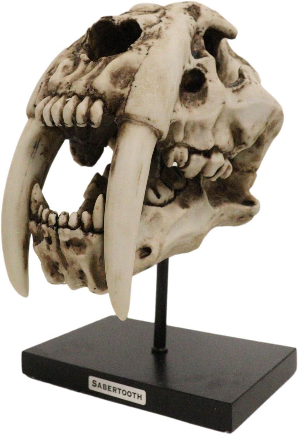 Prehistoric Animal Replica Sabertooth Tiger Cat Fossil Skeleton Skull ...