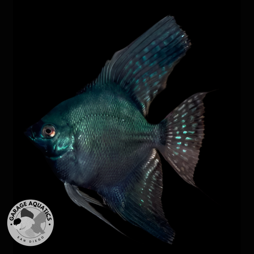 Live Fancy Fish – Pinoy Ghost VIP Angelfish – Rare Line-Bred ...