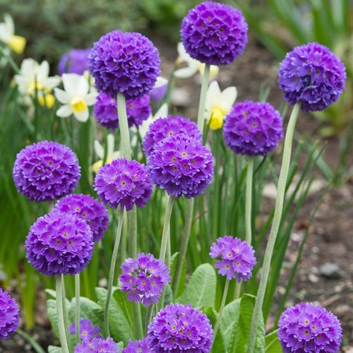 6 Primula Denticulata Blue Drumstick Primrose Hardy Perennial Plug ...