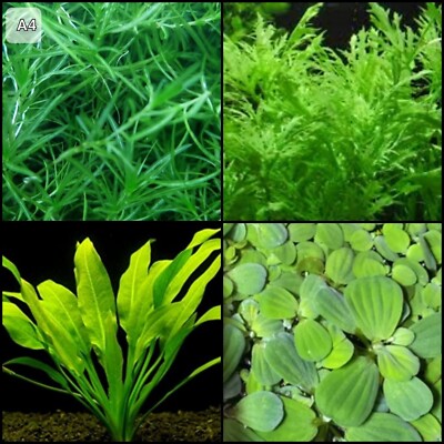Live Aquarium- Aquascape -Shrimp Safe- Plants Fish Tank Bundle | eBay UK