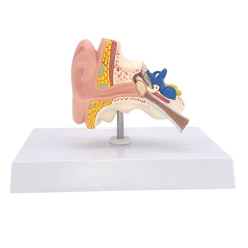 Human Ear Anatomy Model for Teaching Desktop Display Classroom ...