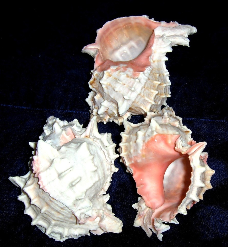 4"+ PINK MUREX SEA SHELL NAUTICAL BEACH DECOR NAUTICAL TROPICAL REEF | eBay