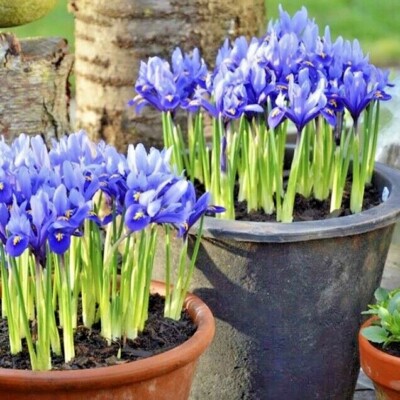 50 DWARF IRIS BULBS 'RETICULATA' SPRING FLOWERING GARDEN PLANTS FLOWER ...
