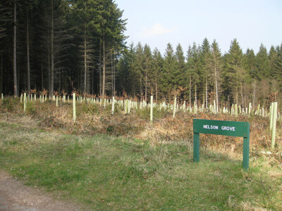 Photo 6x4 Nelson Grove, Saintlow Inclosure Cannop Cleared and re ...