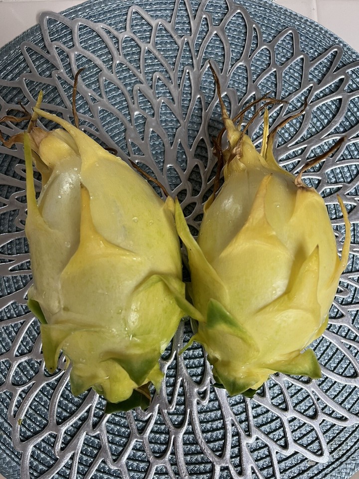 Dragon Fruit “Isis Gold “ Yellow Dragon Fruit 8-12Inches | eBay