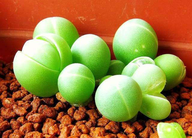 GIBBAEUM HEATHII, living stones exotic rock ice plant rare mesembs seed ...